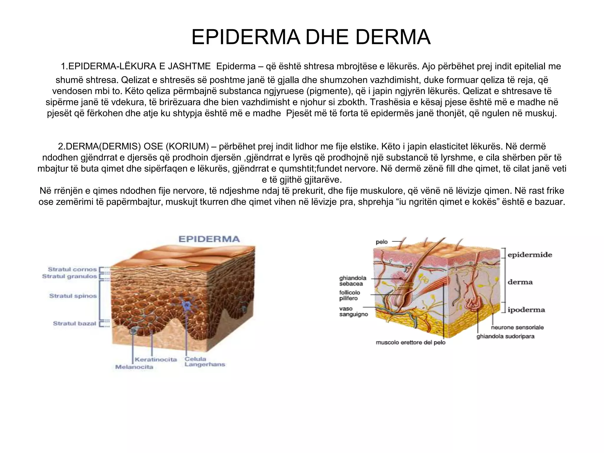 Punim seminarik | PPTX