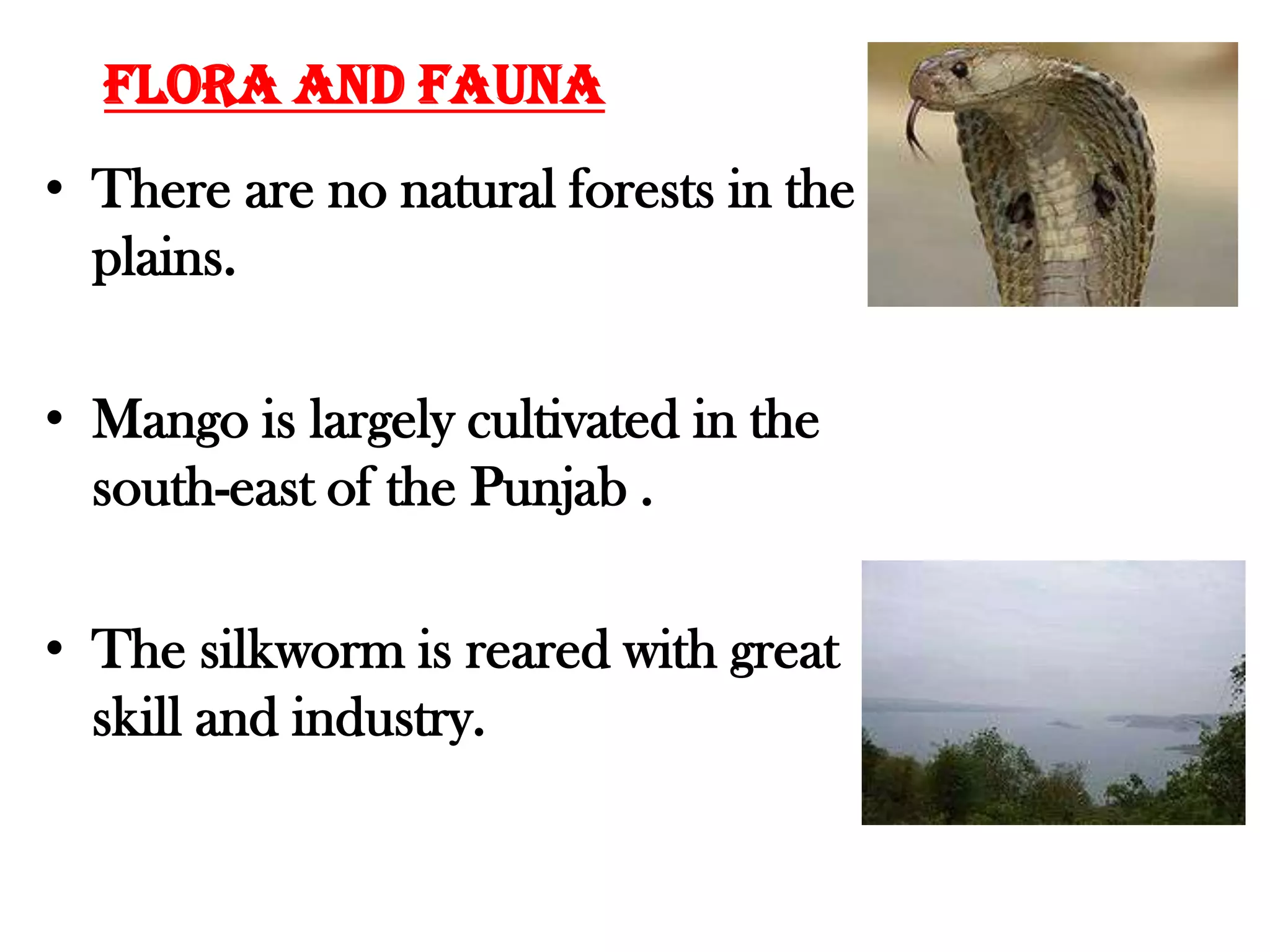 Punjab : a state presentation | PPTX