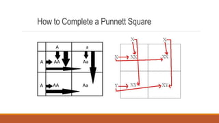 Punnet square.ppt