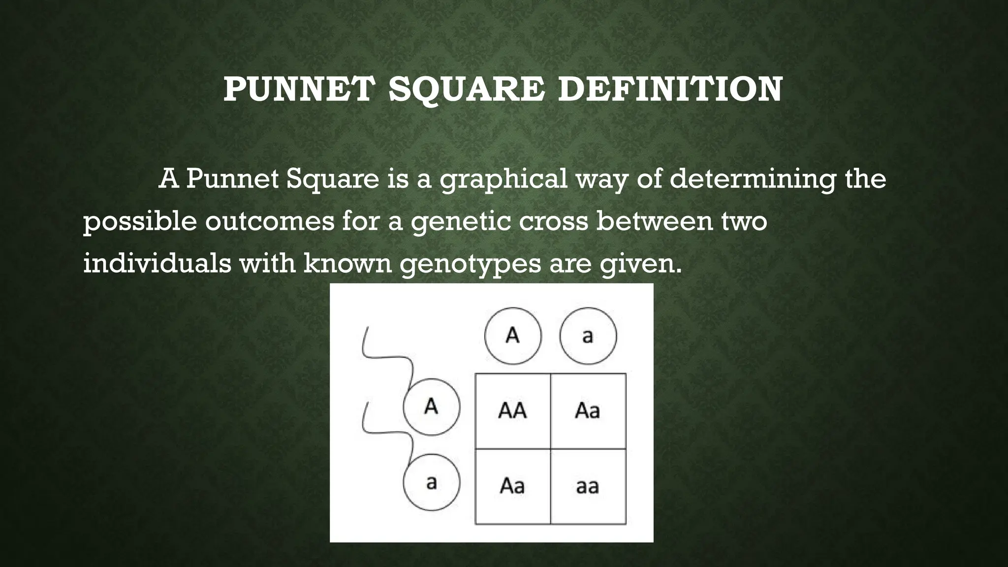 PunnetSquare ppt genetics for better understanding | PPT PunnetSquare ppt genetics for better understanding | PPT