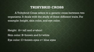 PunnetSquare ppt genetics for better understanding | PPTX