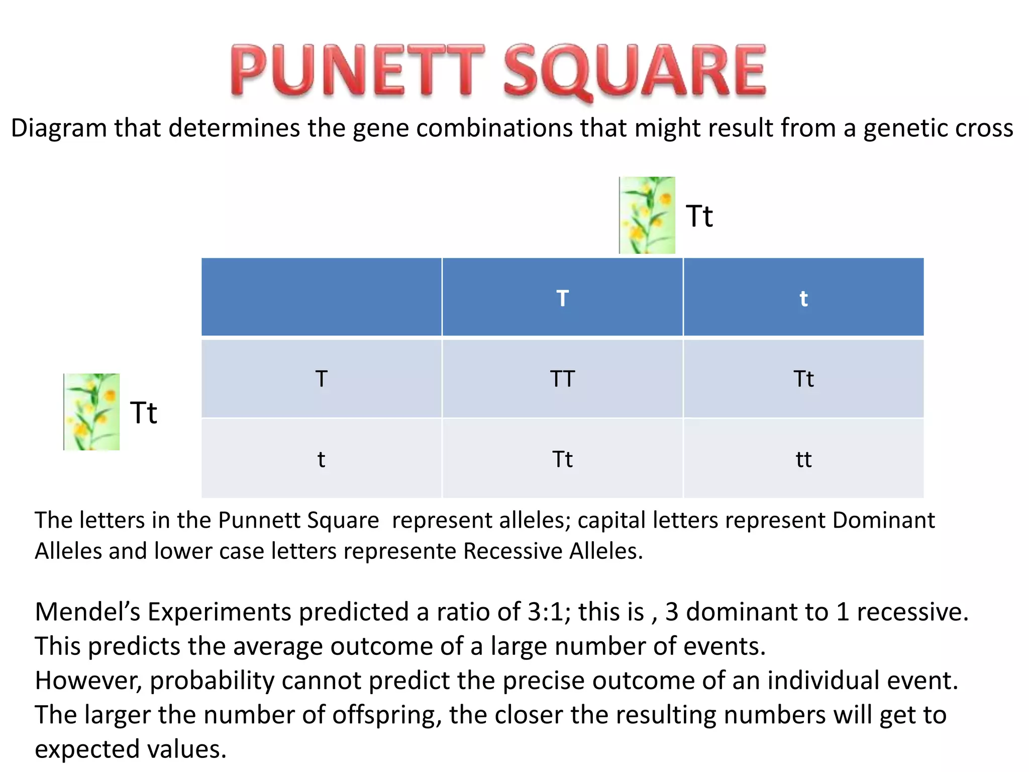 Punnet squares | PPTX