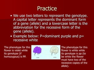 Punnett-Square.ppt