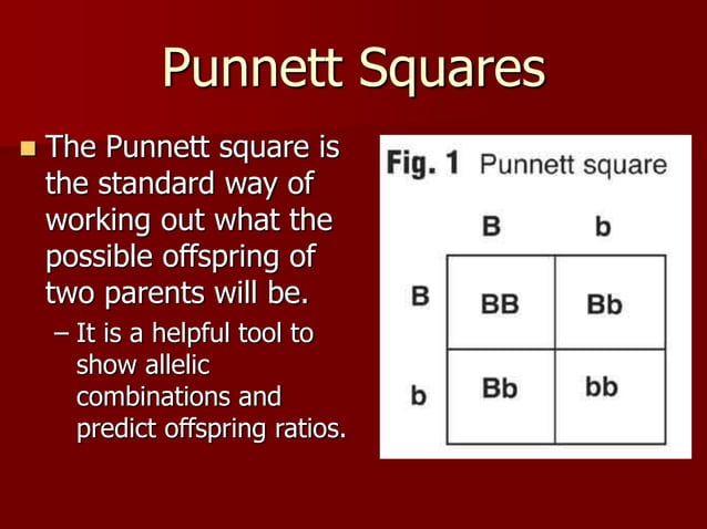 Punnett-Square.ppt | Genetics | Science