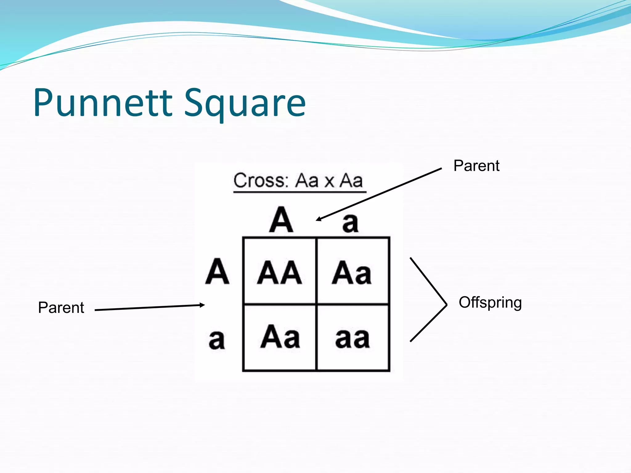 punnett-square-notes.ppt