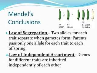 punnett-square-notes.ppt
