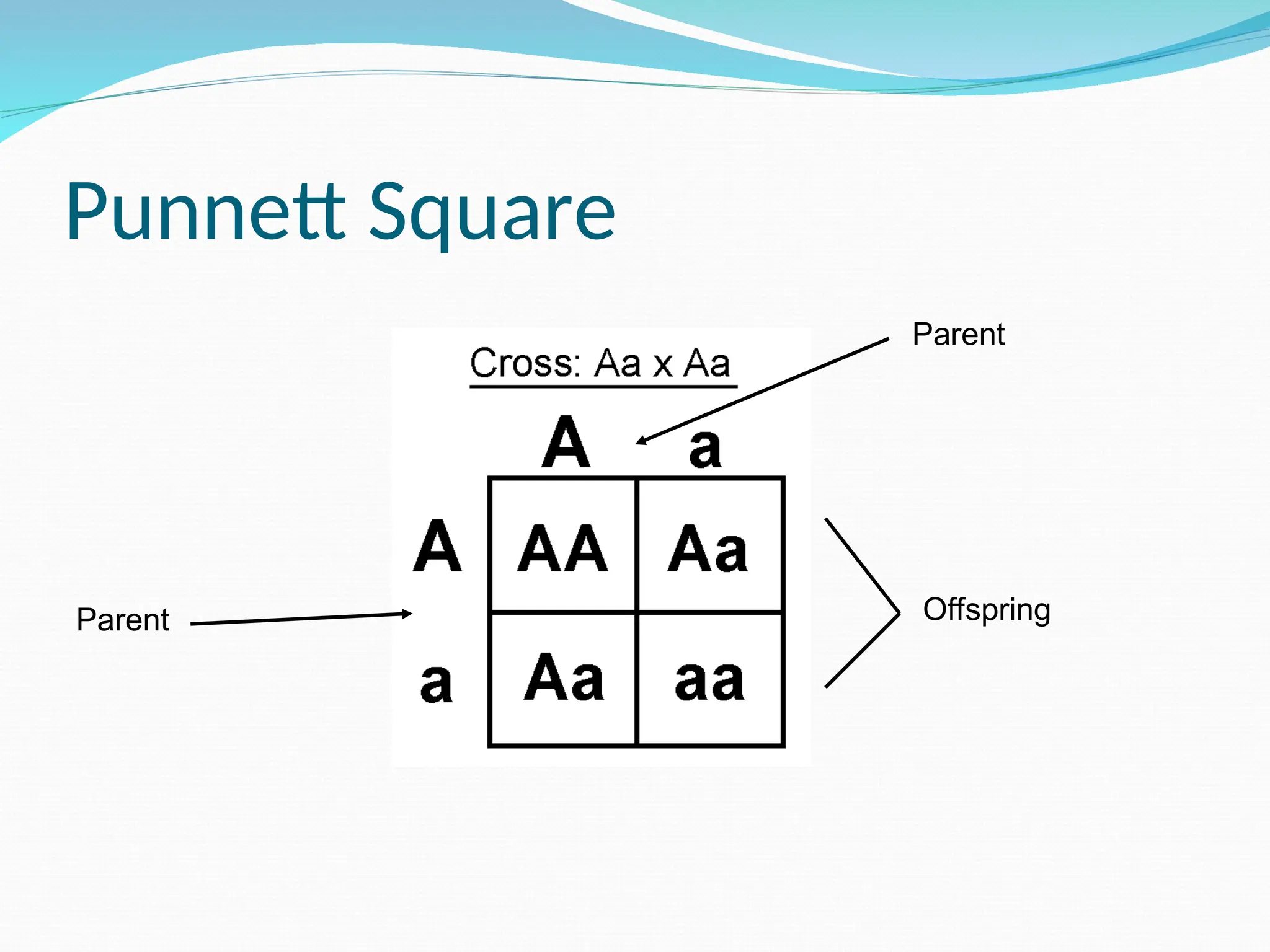 punnett-square-notes science lessons.ppt