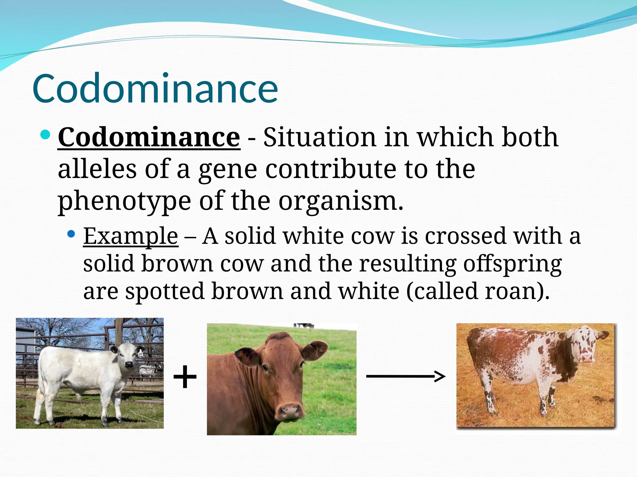 punnett-square-notes science lessons.ppt