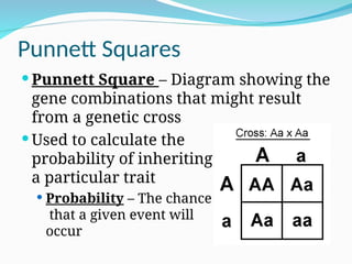 punnett-square-notes science lessons.ppt