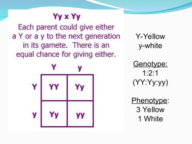 punnett-square-notes science lessons.ppt
