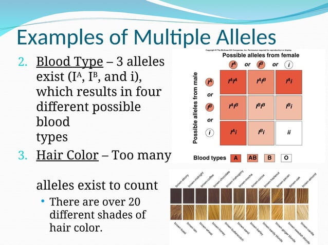 punnett-square-notes science lessons.ppt