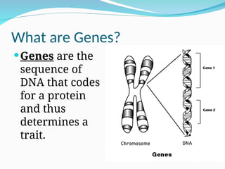 punnett-square-notes science lessons.ppt