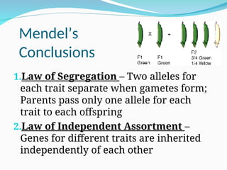 punnett-square-notes science lessons.ppt