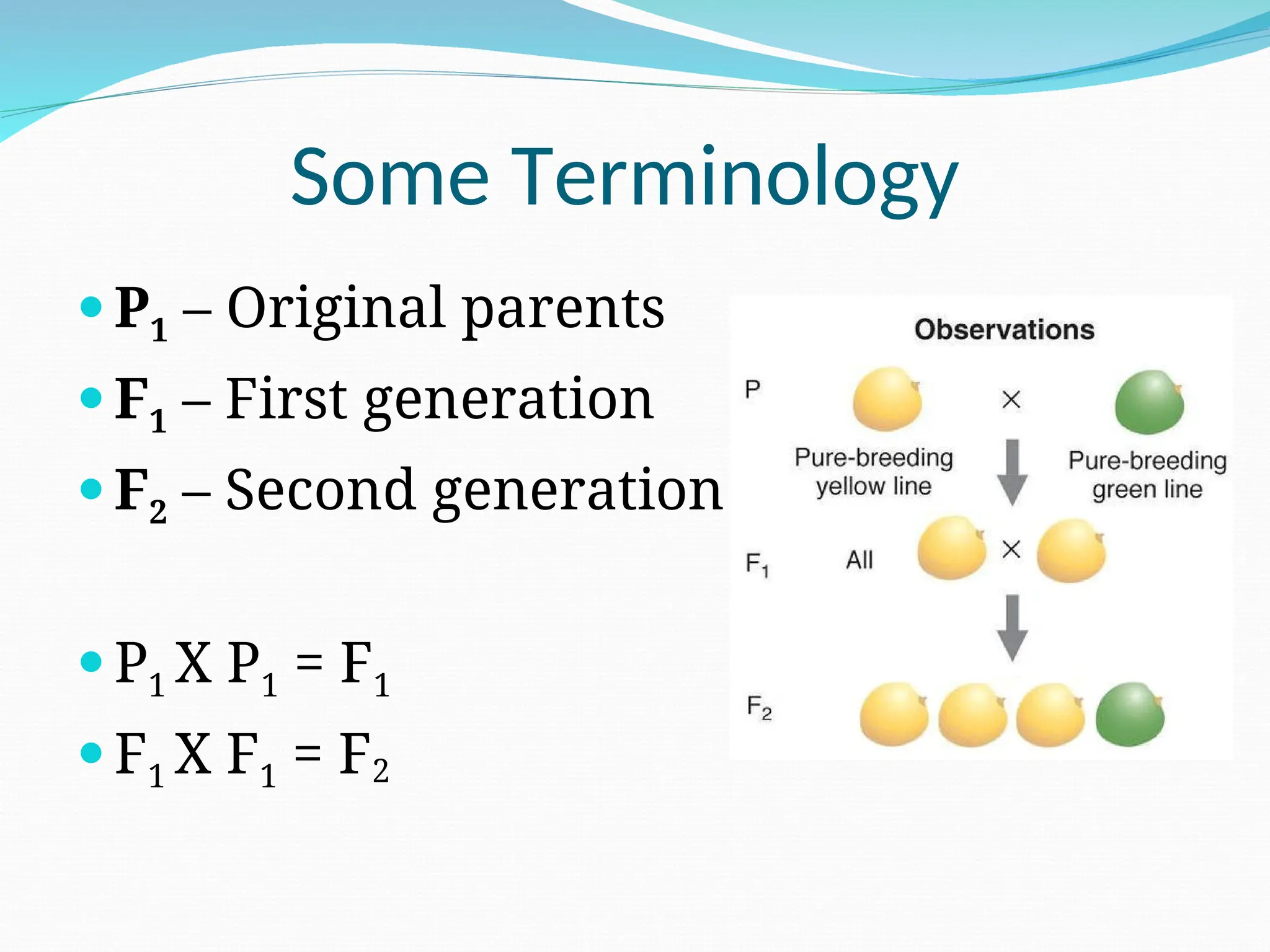 punnett-square-notesgrade9-221107071845-2fbd9a64.ppt
