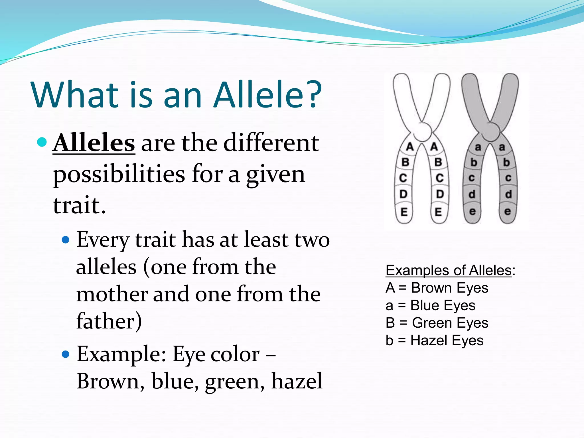punnett-square-notes grade 9.ppt