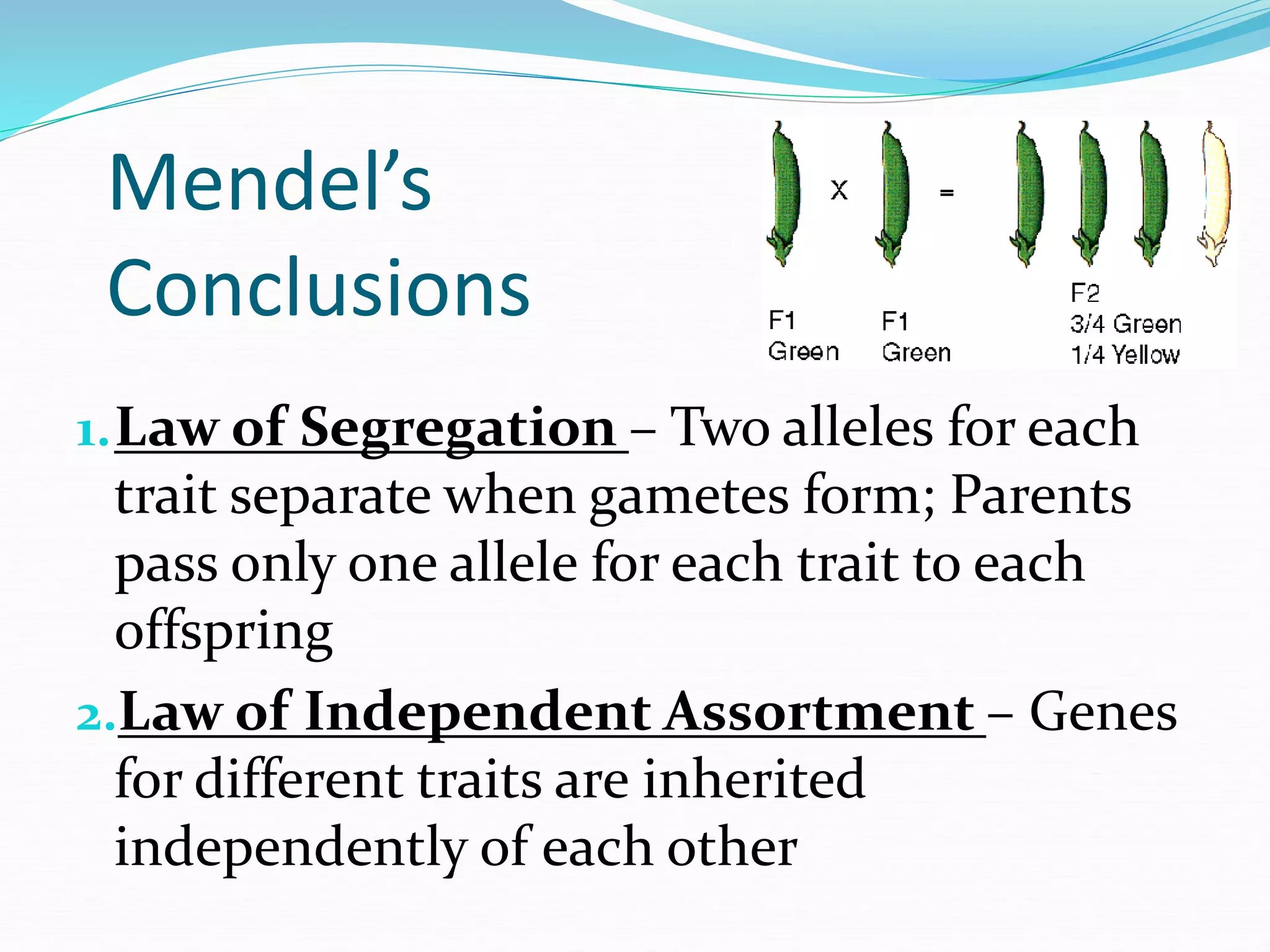 punnett-square-notes grade 9.ppt