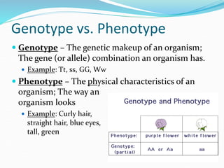 punnett-square-notes grade 9.ppt