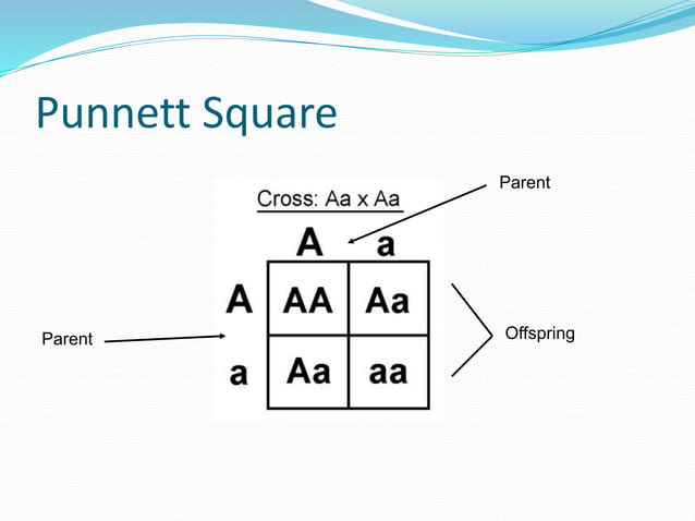 punnett-square-notes grade 9.ppt