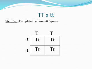 punnett-square-notes grade 9.ppt