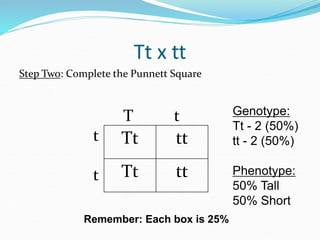punnett-square-notes grade 9.ppt