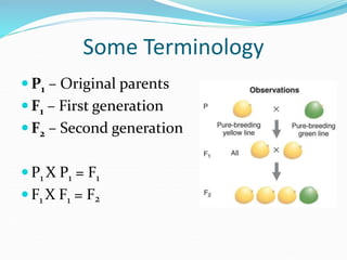 punnett-square-notes grade 9.ppt