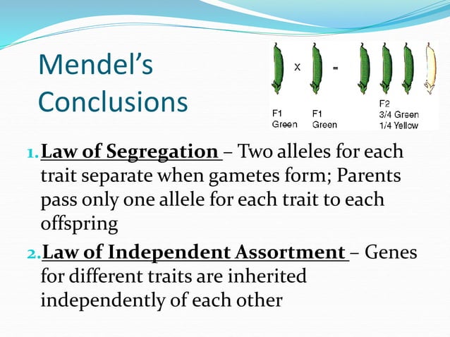 punnett-square-notes grade 9.ppt