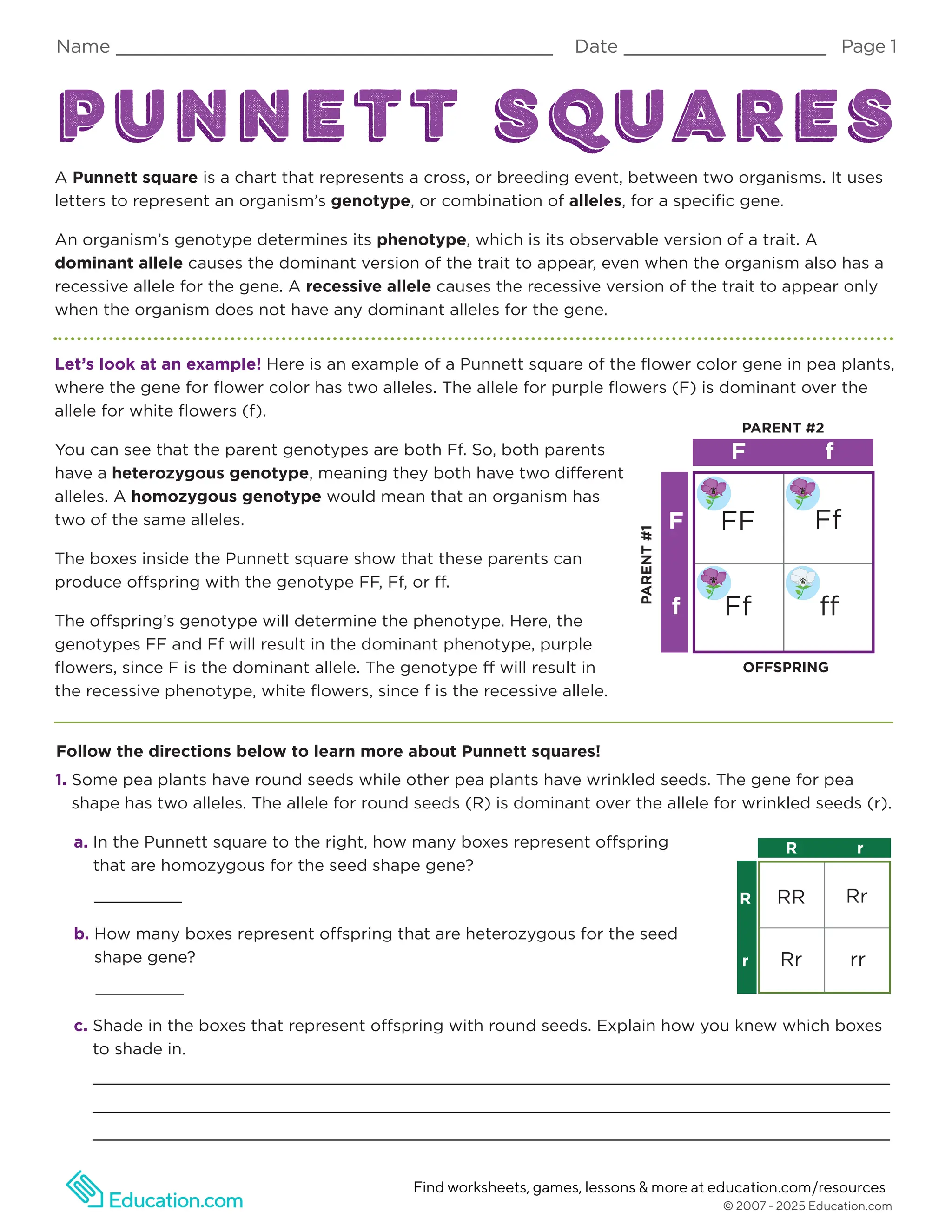 punnett-squares,punnett-squares, punnett-squares, punnett-squares | PDF