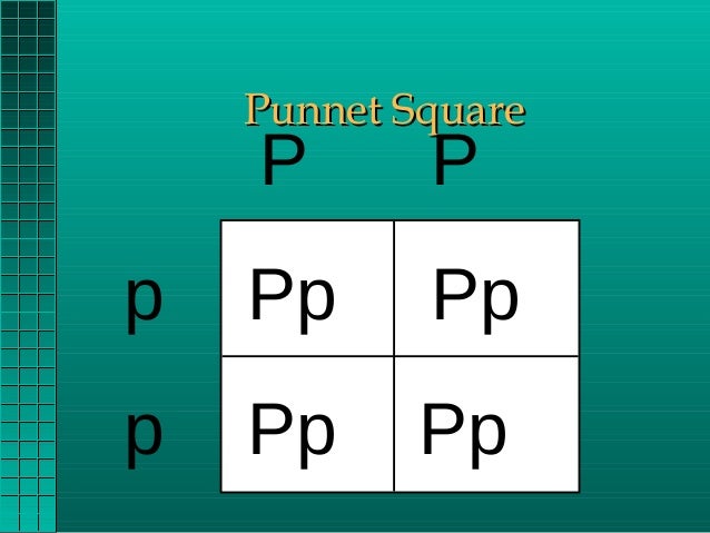 Punnett square