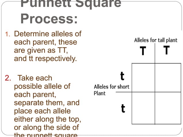 Punnett Square | PPTX