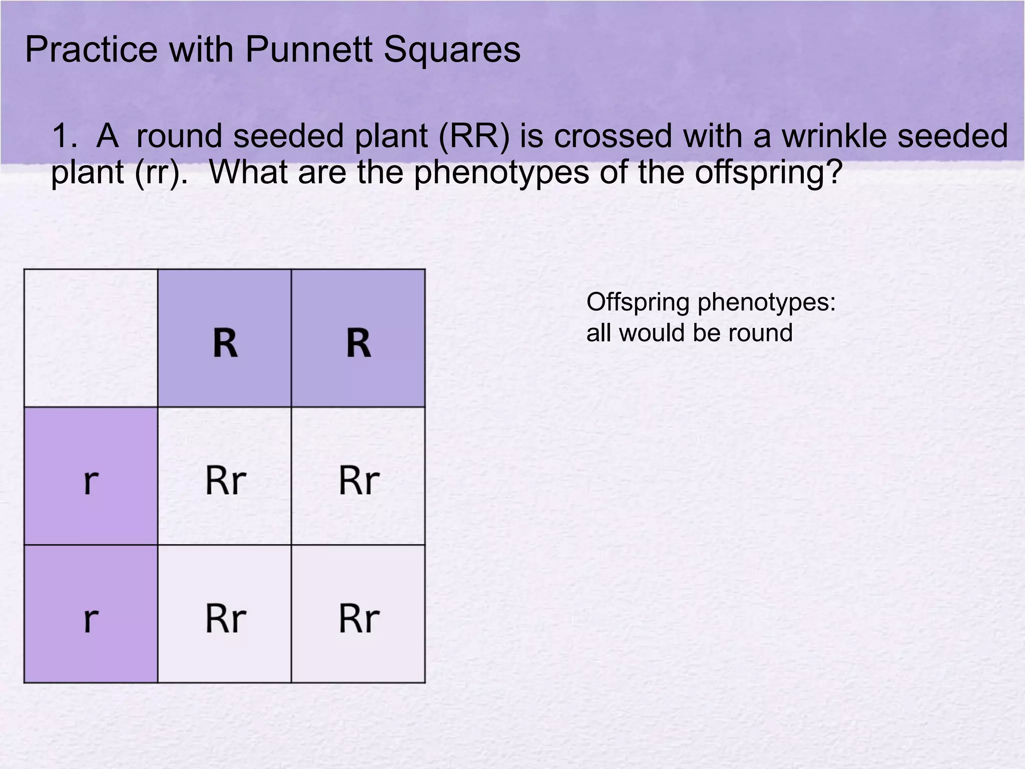 Punnett squares | PPT