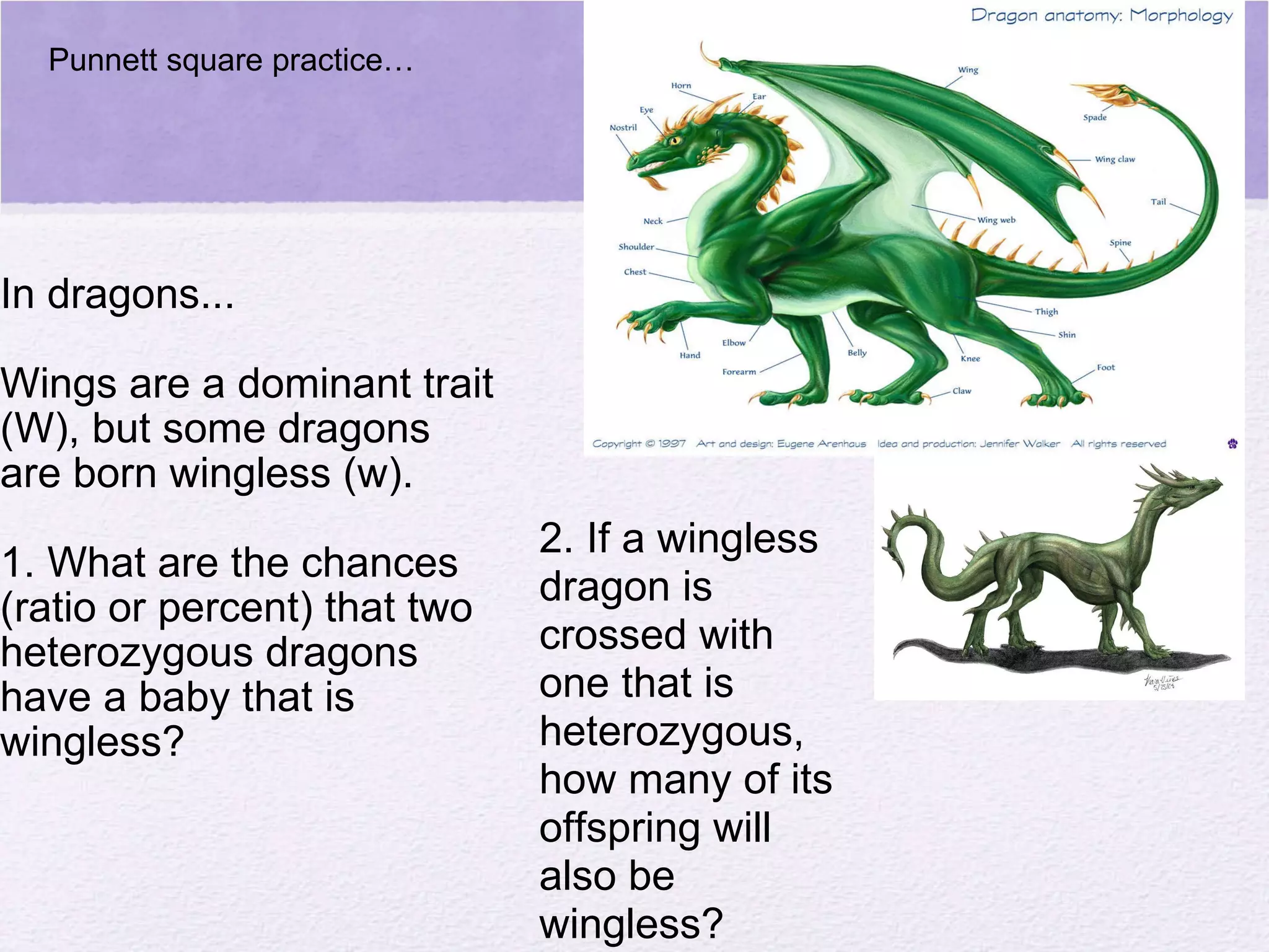 Punnett squares | PPT