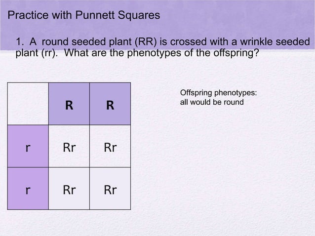 Punnett squares | PPT | Free Download