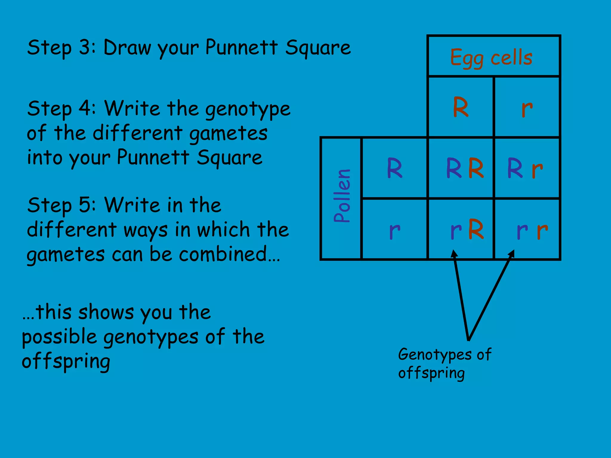 Punnett squares | PPT
