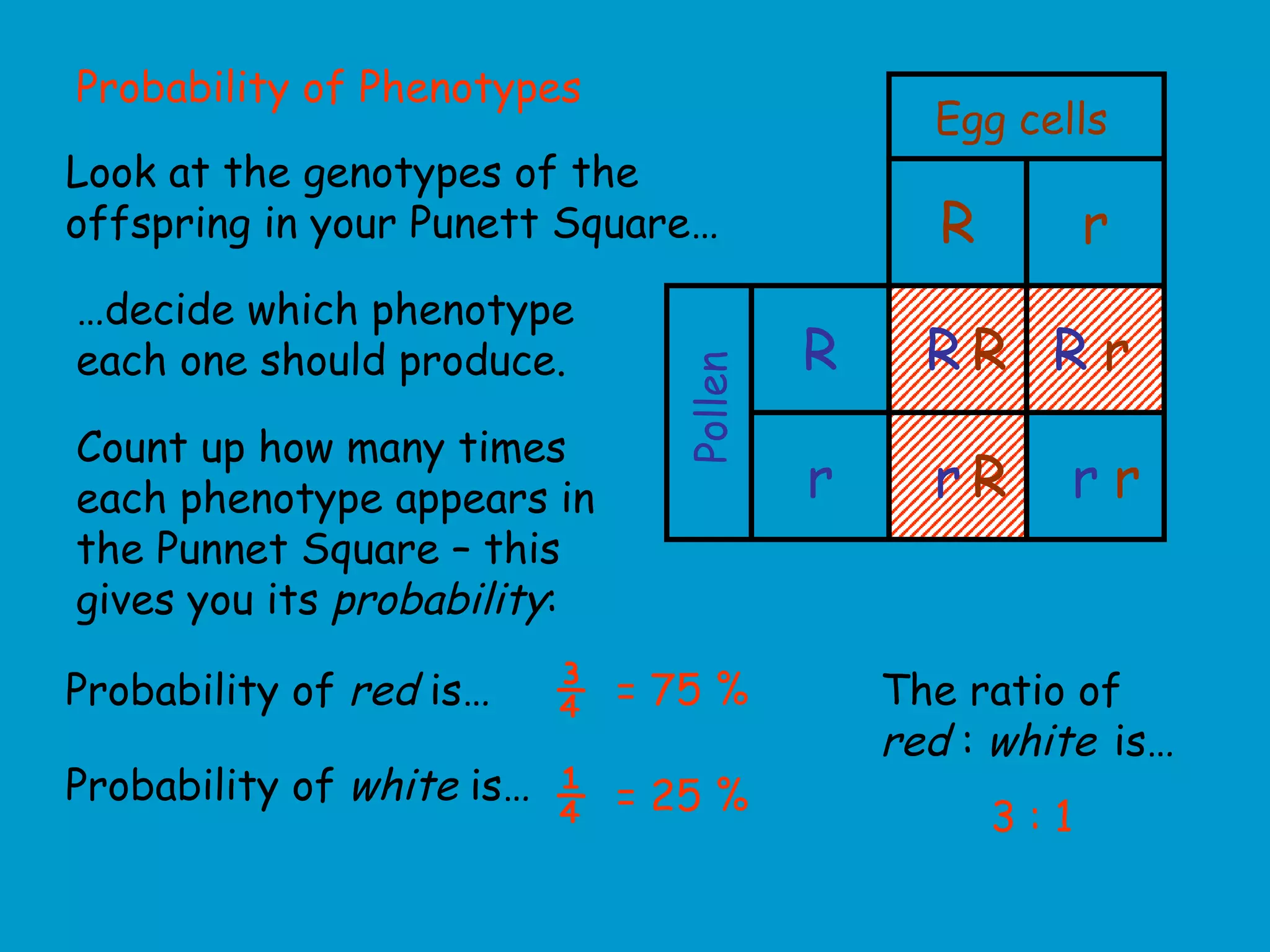Punnett squares | PPT