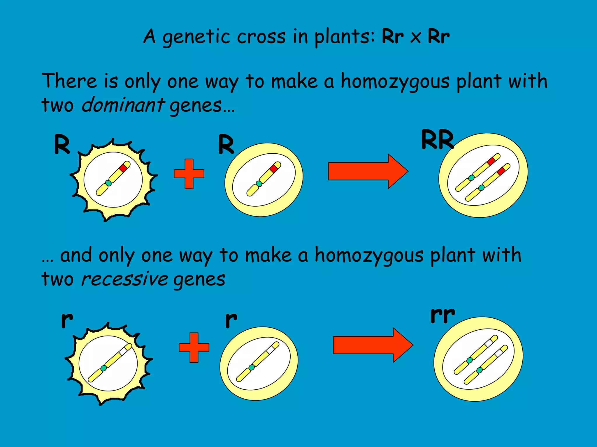 Punnett squares | PPT