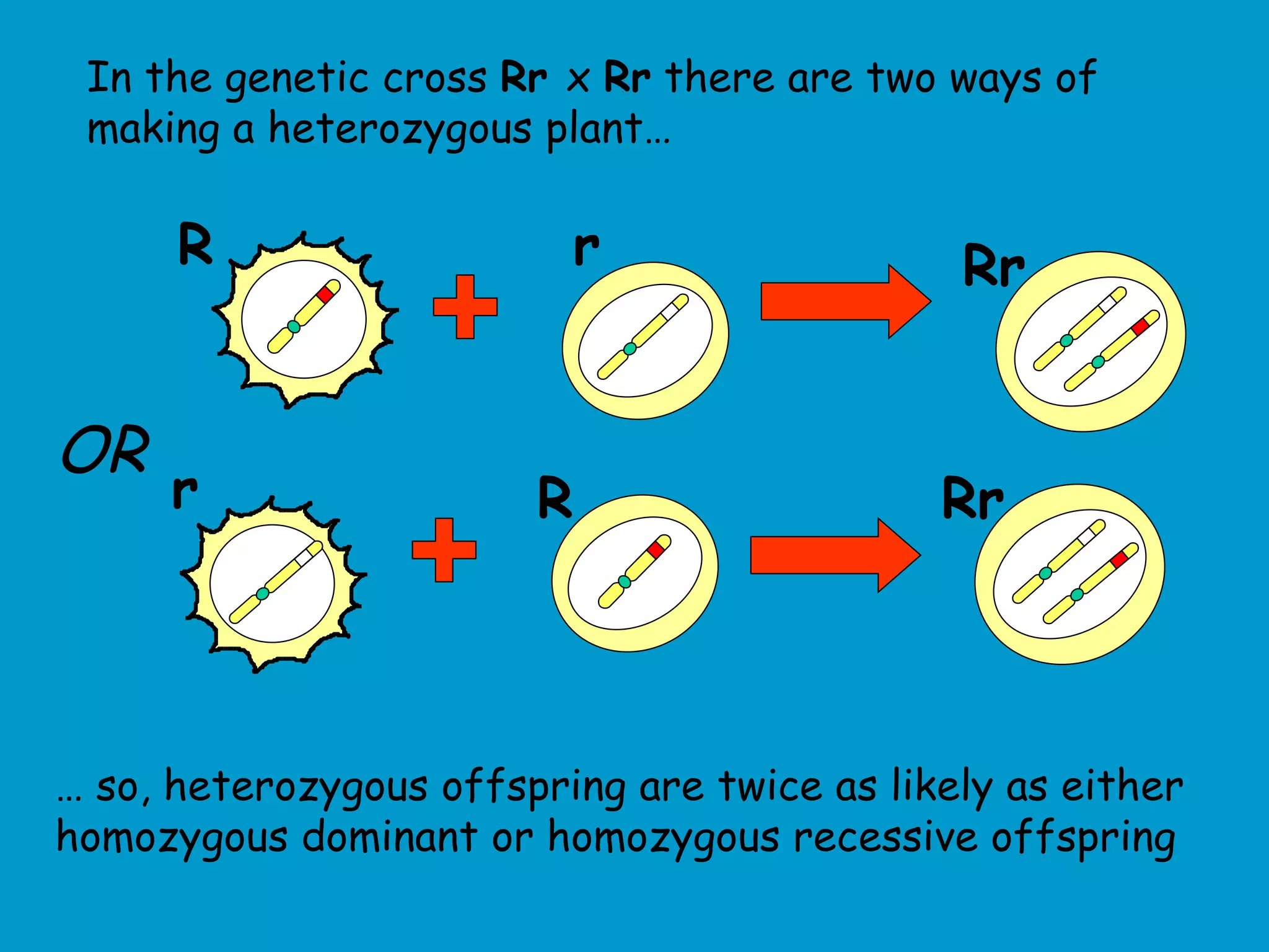 Punnett squares | PPT