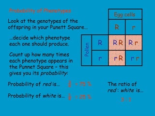 What Is A Phenotype In A Punnett Square