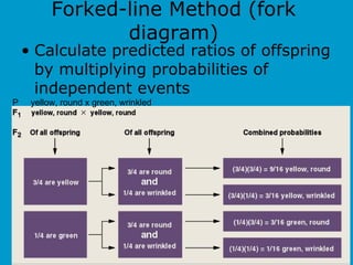Punnett squares | PPT