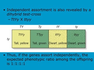 Independent Assortment Punnett Square