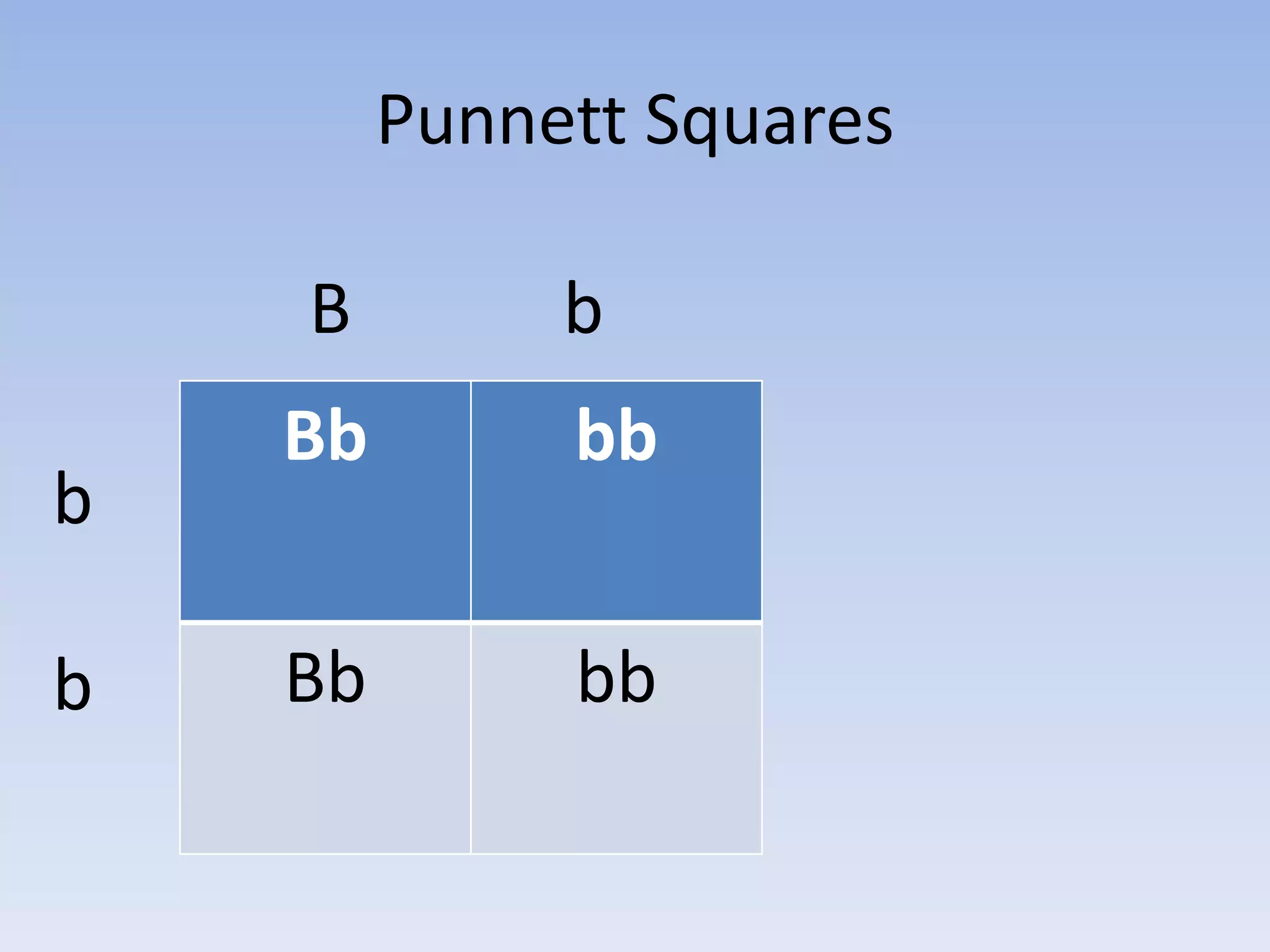 Punnett Squares | PPTX