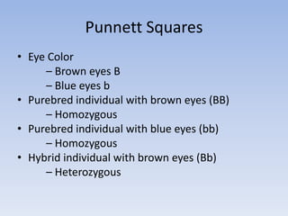 Punnett Squares | PPTX