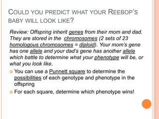 Punnett squares day 1 im notes | PPT