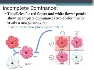 Punnett squares day 2 im | PPT