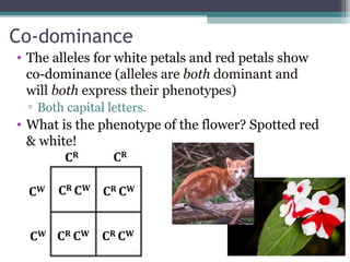 Punnett squares day 2 im