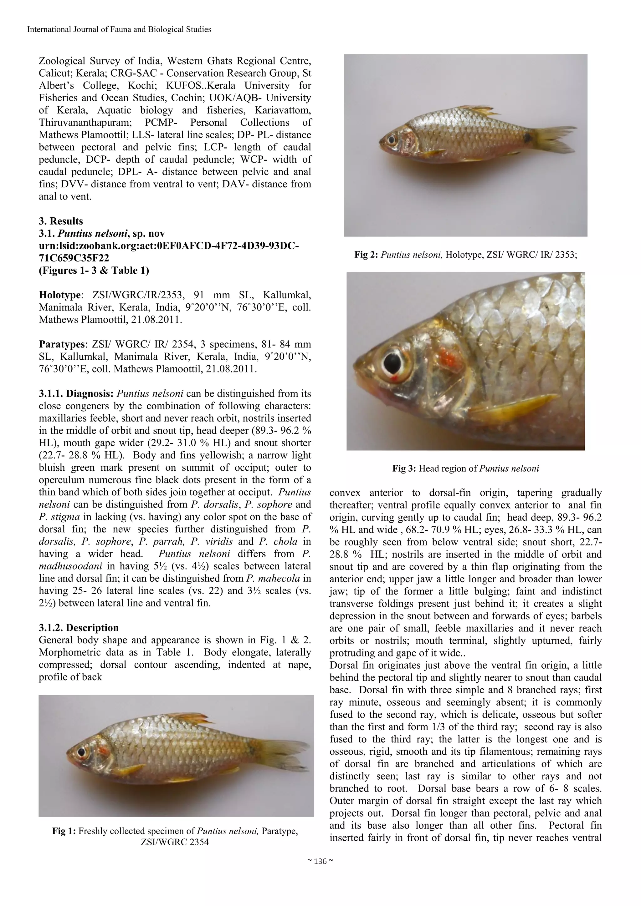 Puntius nelsoni, new species | PDF