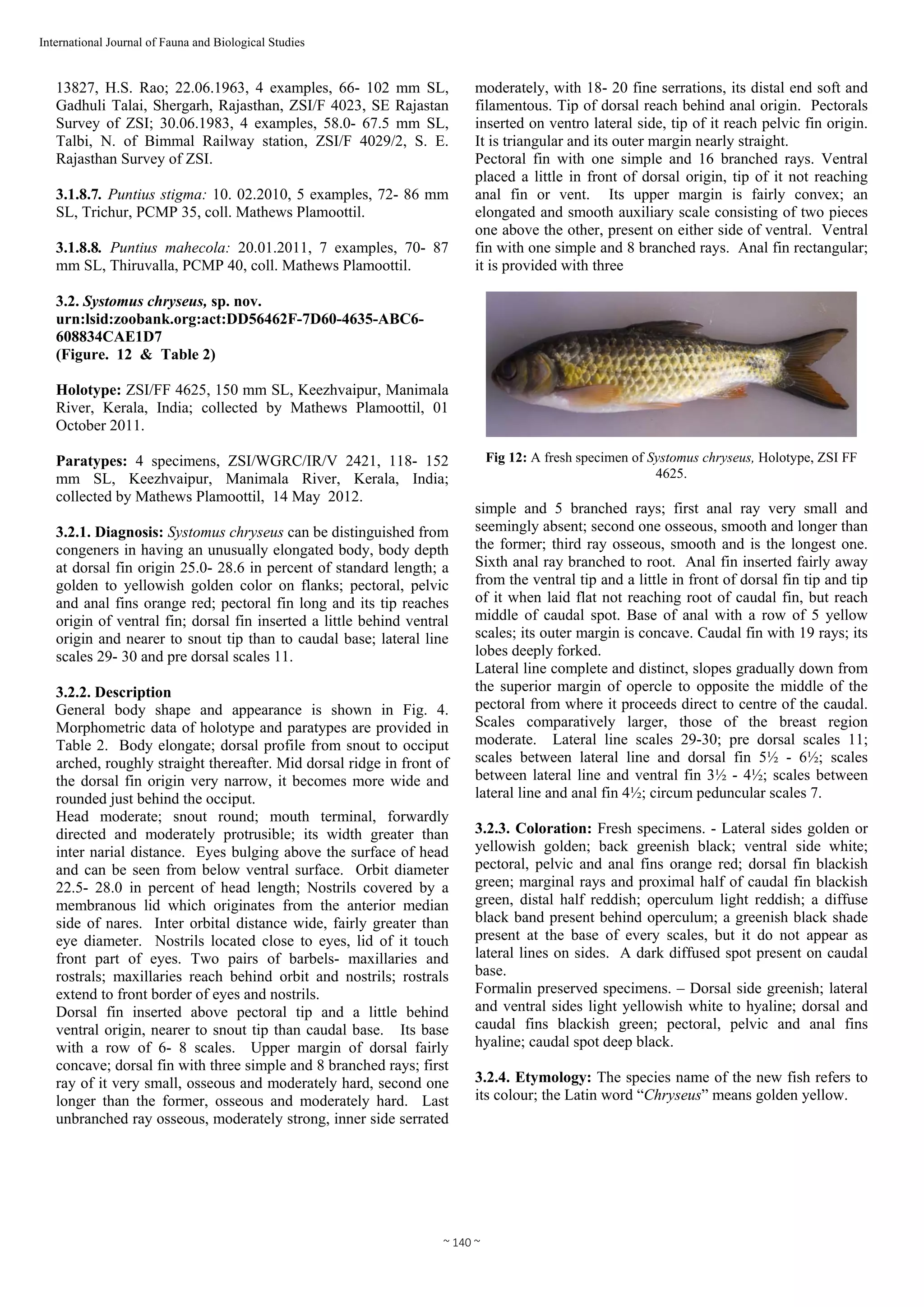 Puntius nelsoni, new species | PDF