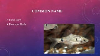 Puntius ticto | PPTX