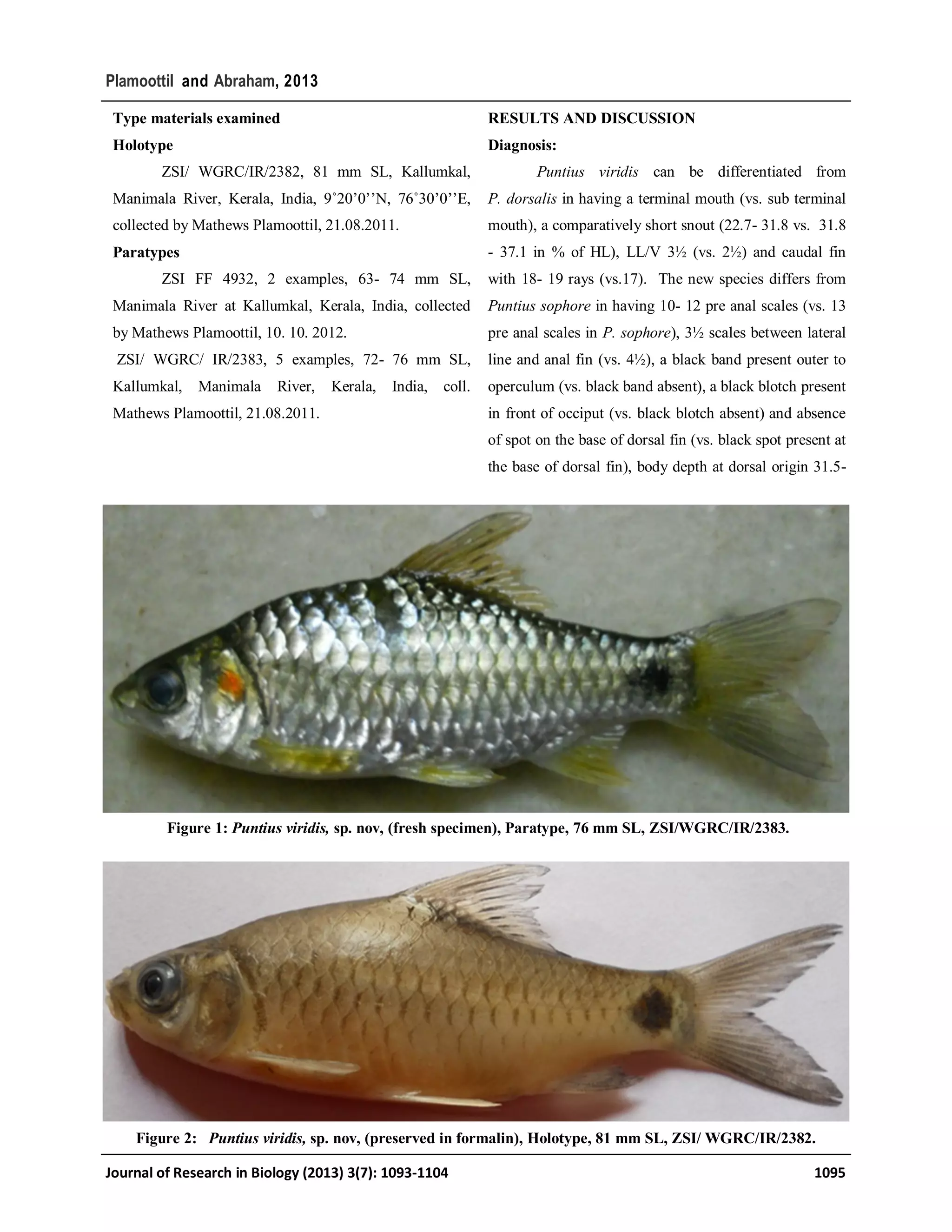 Puntius viridis, a new species | PDF