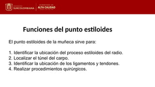 punto anatomico estiloide descripción de este punto | PPTX