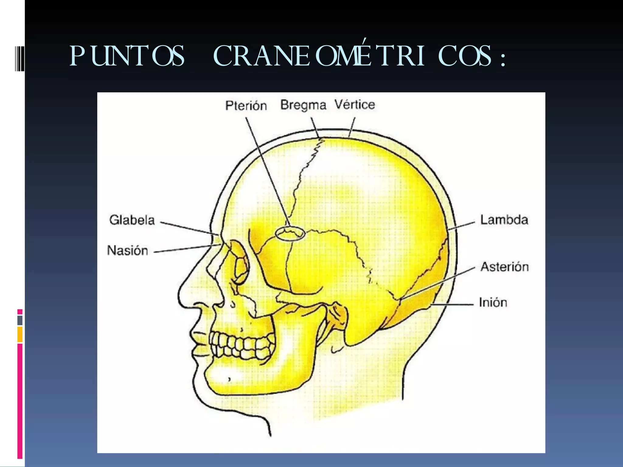 Puntos Cefalometricos | PPT